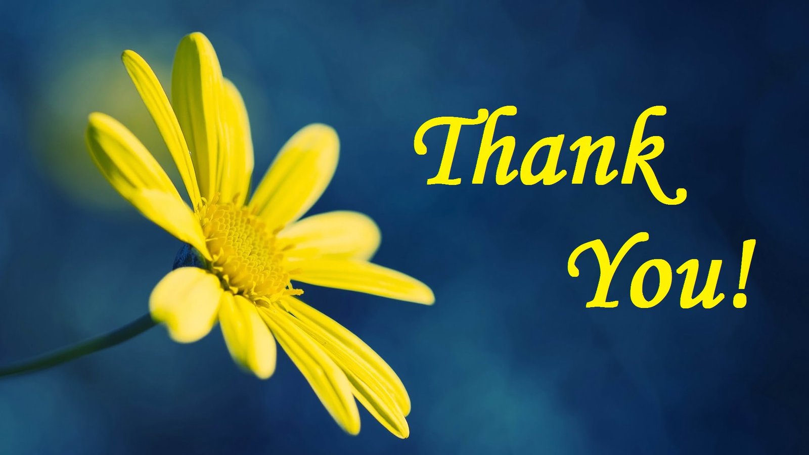 Beautiful Thank You Images & Pictures 2017 free download