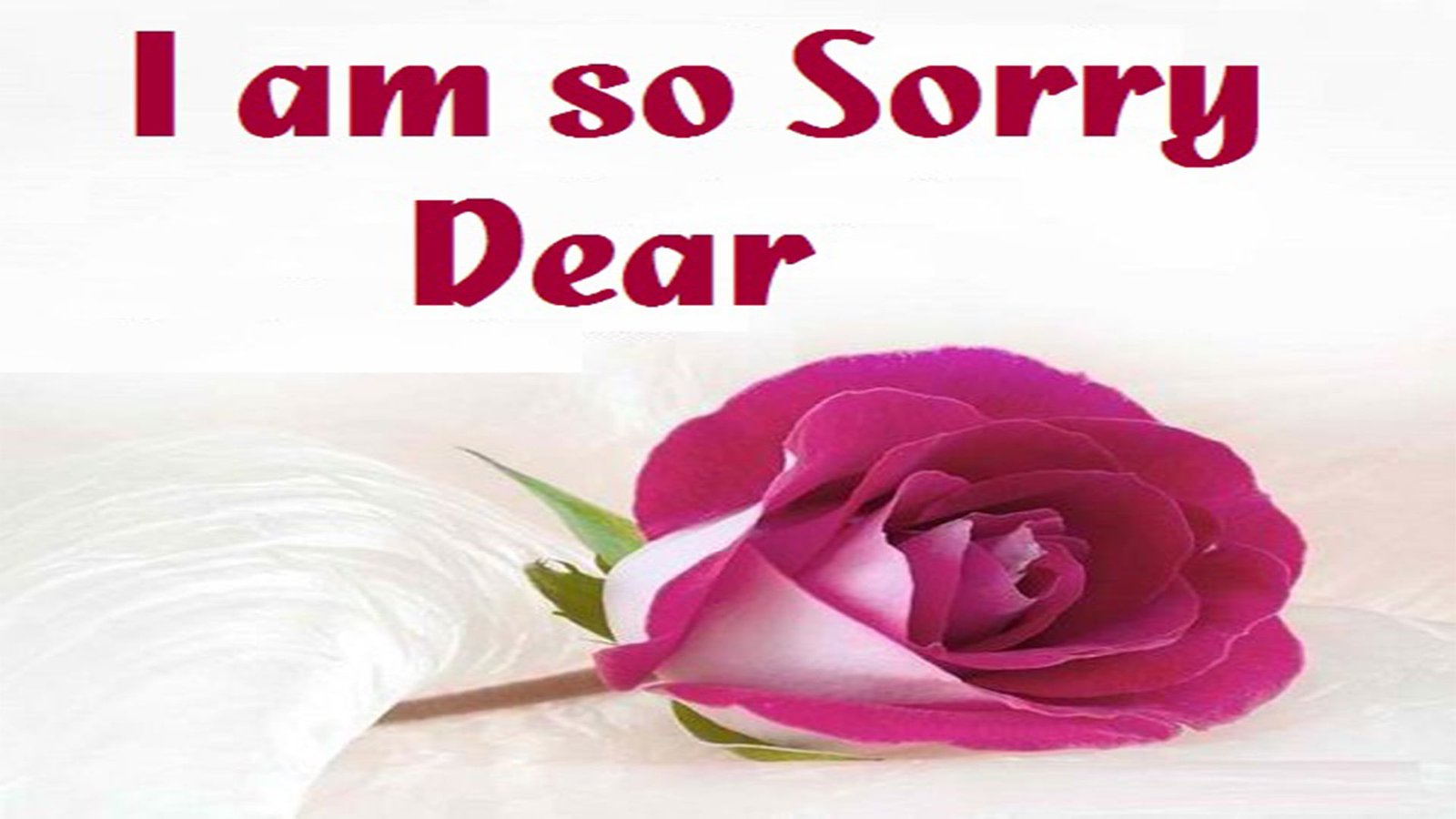 Lovely & Cute Sorry Cards Images & Pictures free download
